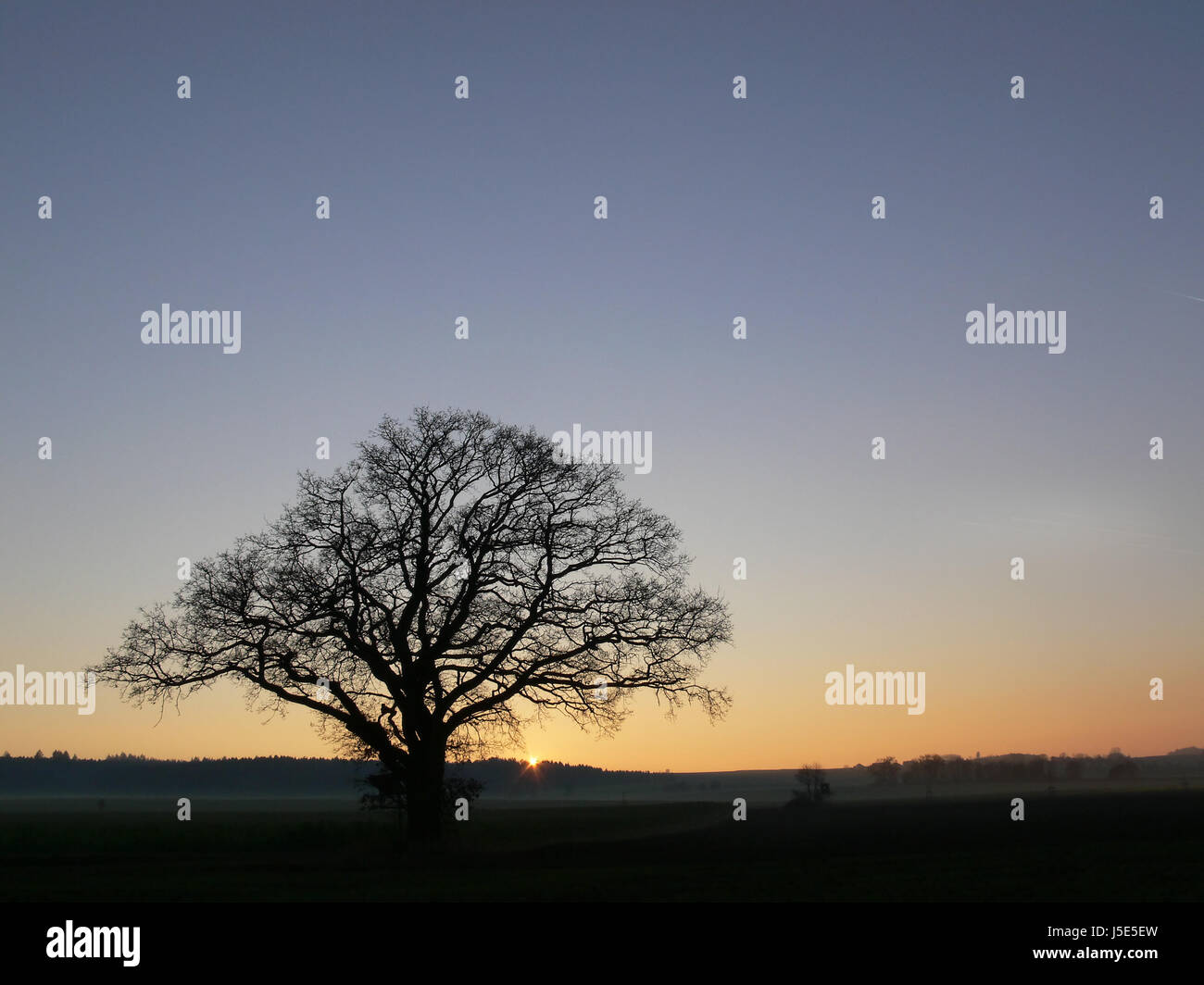 sunset oak frosty winter sunset oak twilight firmament sky unclouded ...