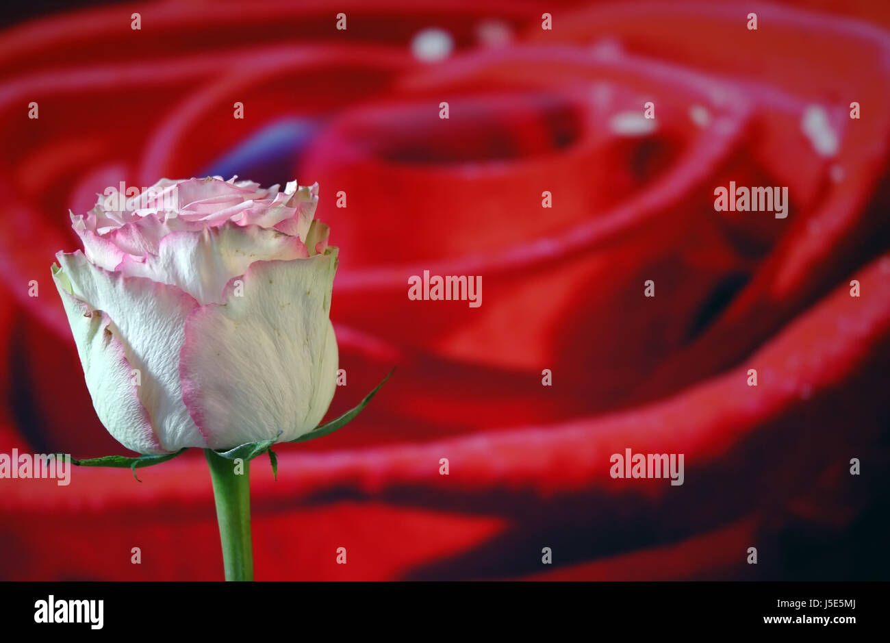 flower rose plant flowers stalk bud photo picture image copy deduction ...