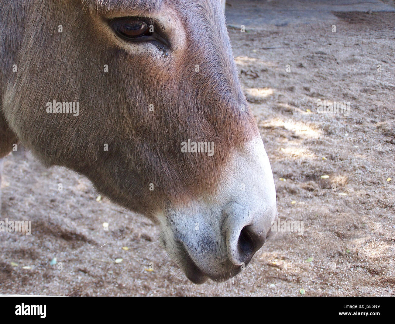 Donkey mouth hi-res stock photography and images - Alamy