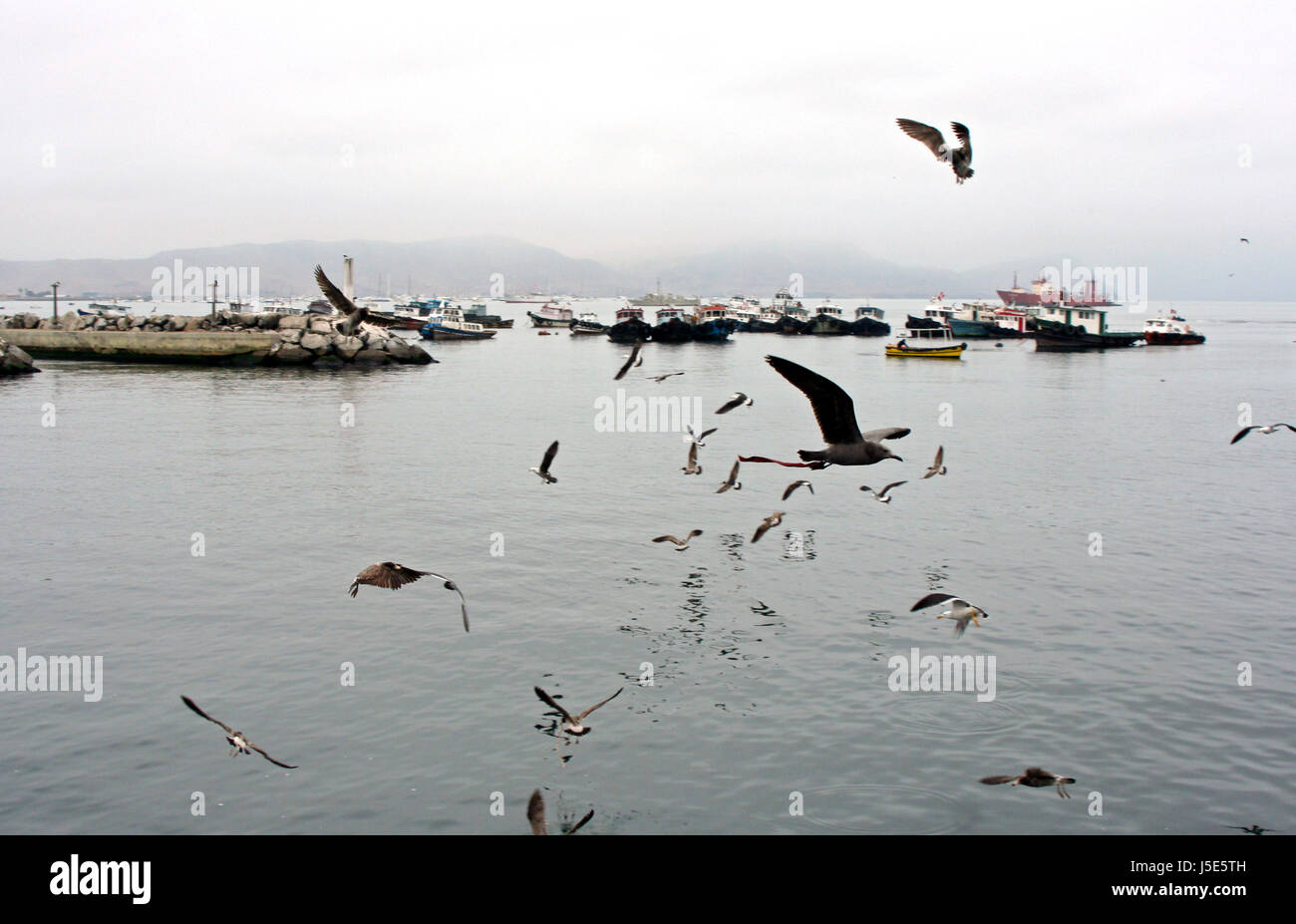 bird ships sailing boat sailboat rowing boat boat watercraft birds ...