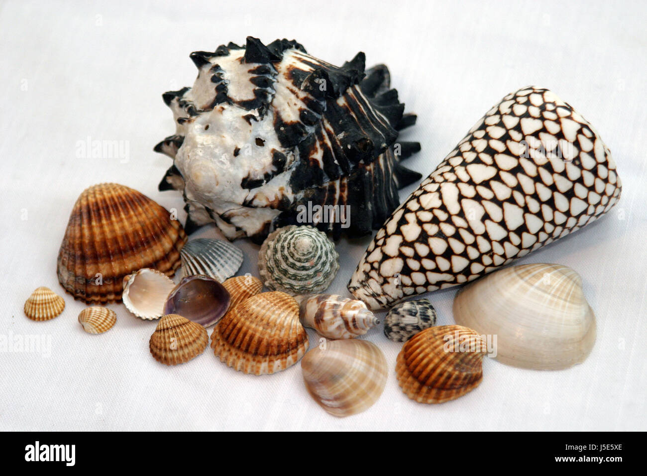 animal fauna striated conches animal world shellfish sea animals shells ...