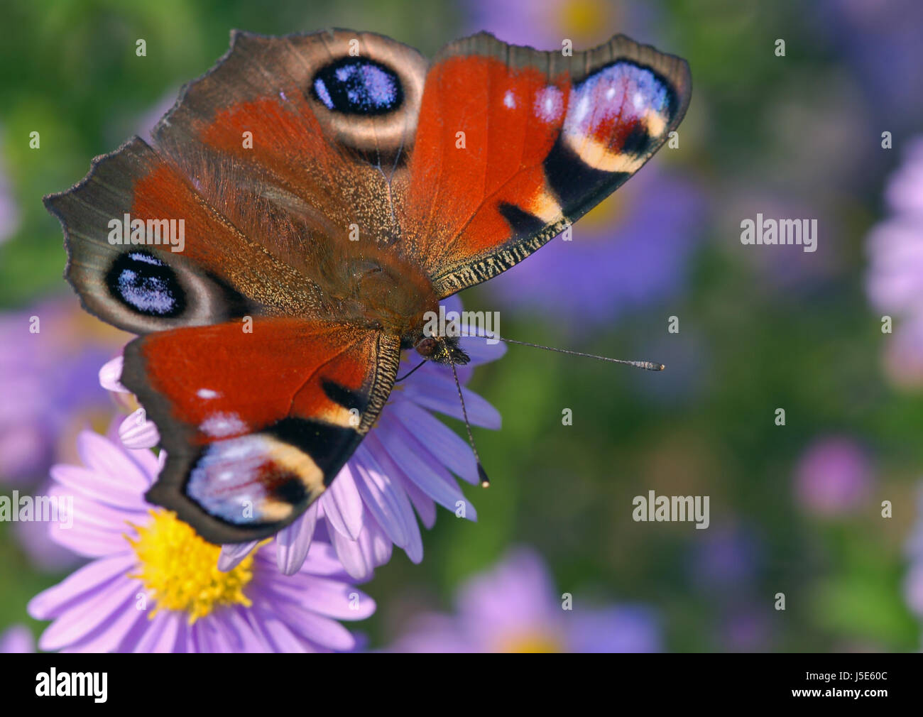 garden insect heaven paradise butterfly coloured colourful gorgeous ...