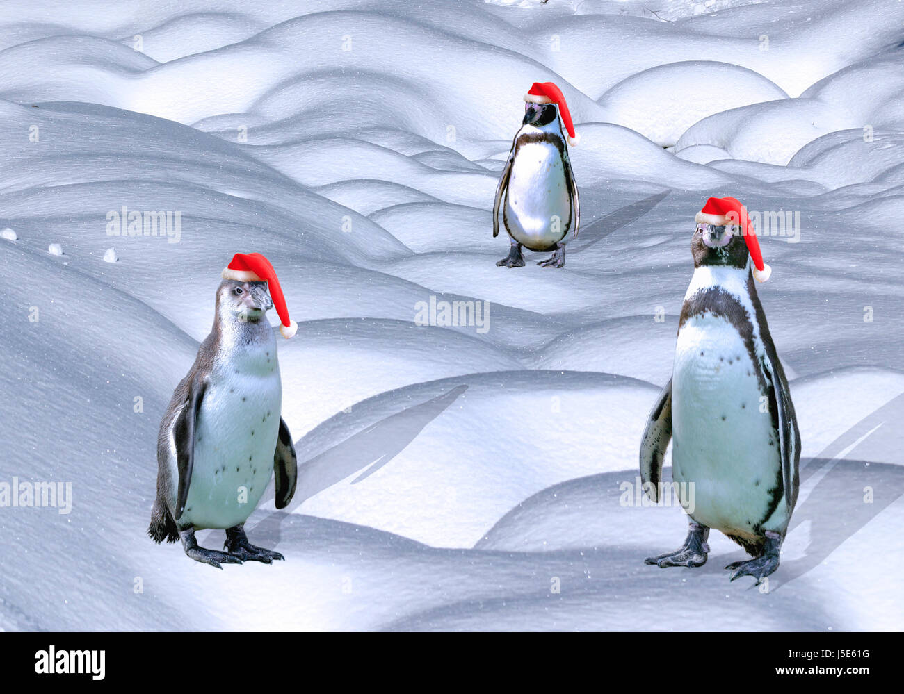 Linux penguin hi-res stock photography and images - Alamy