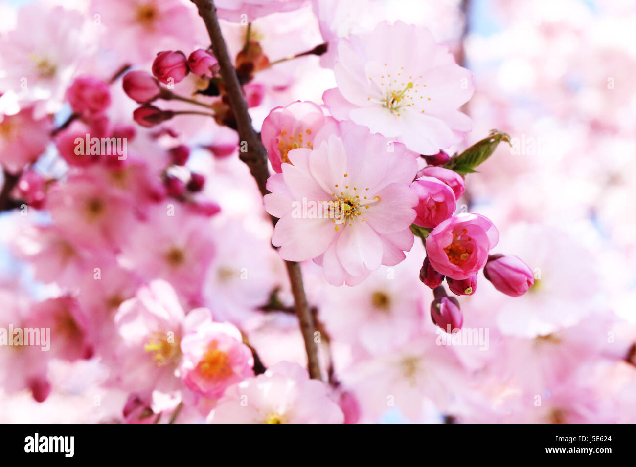 Cherry blossoms in spring Stock Photo - Alamy