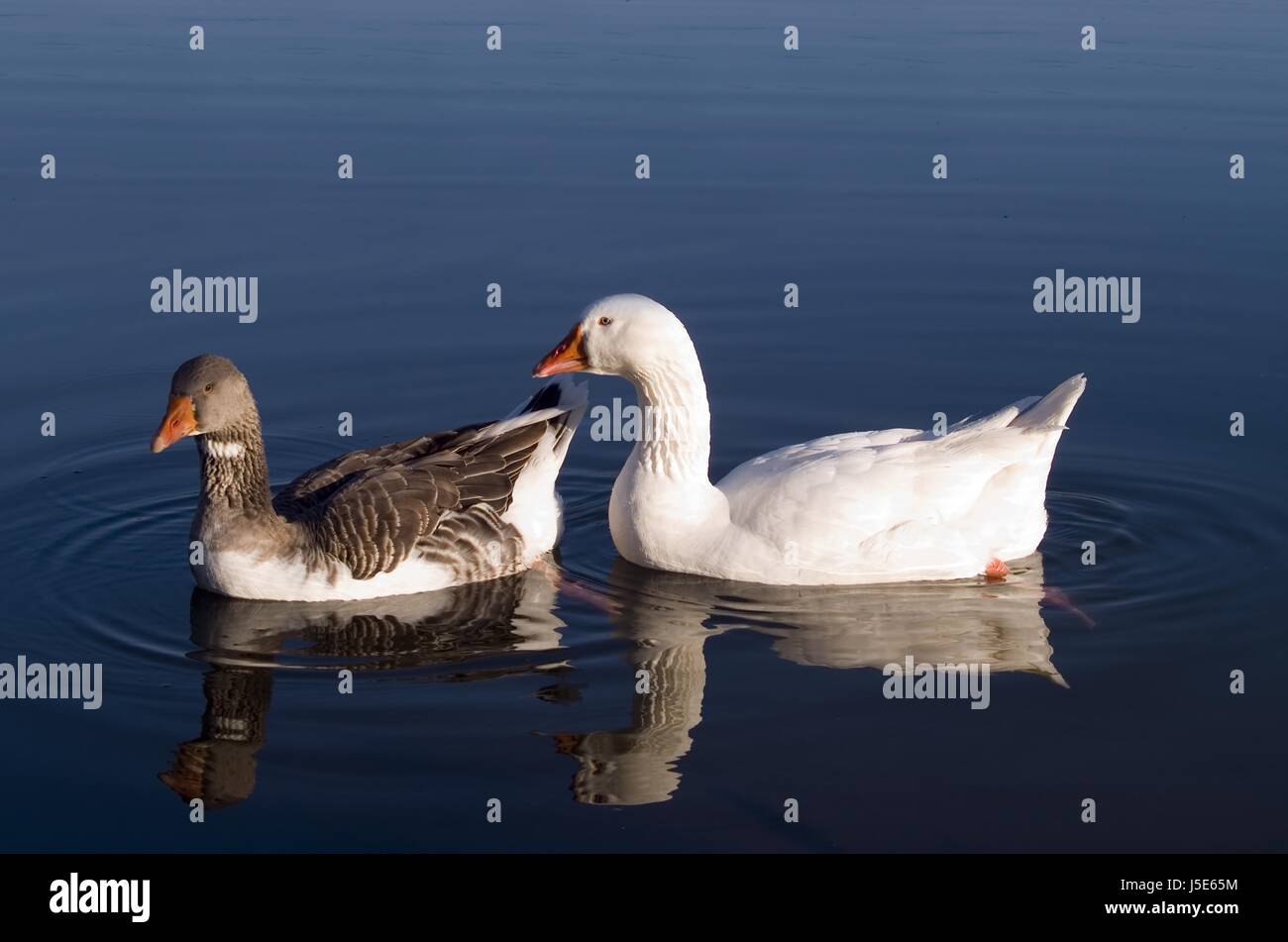 waters bird animals birds ahead geese behind goose fresh water lake ...