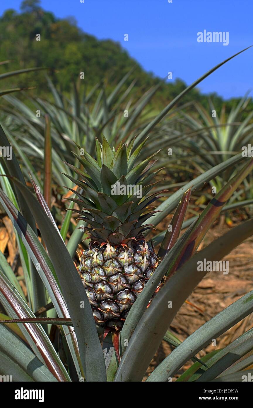 blue food aliment leaf sweetly hill plant green asia agriculture ...
