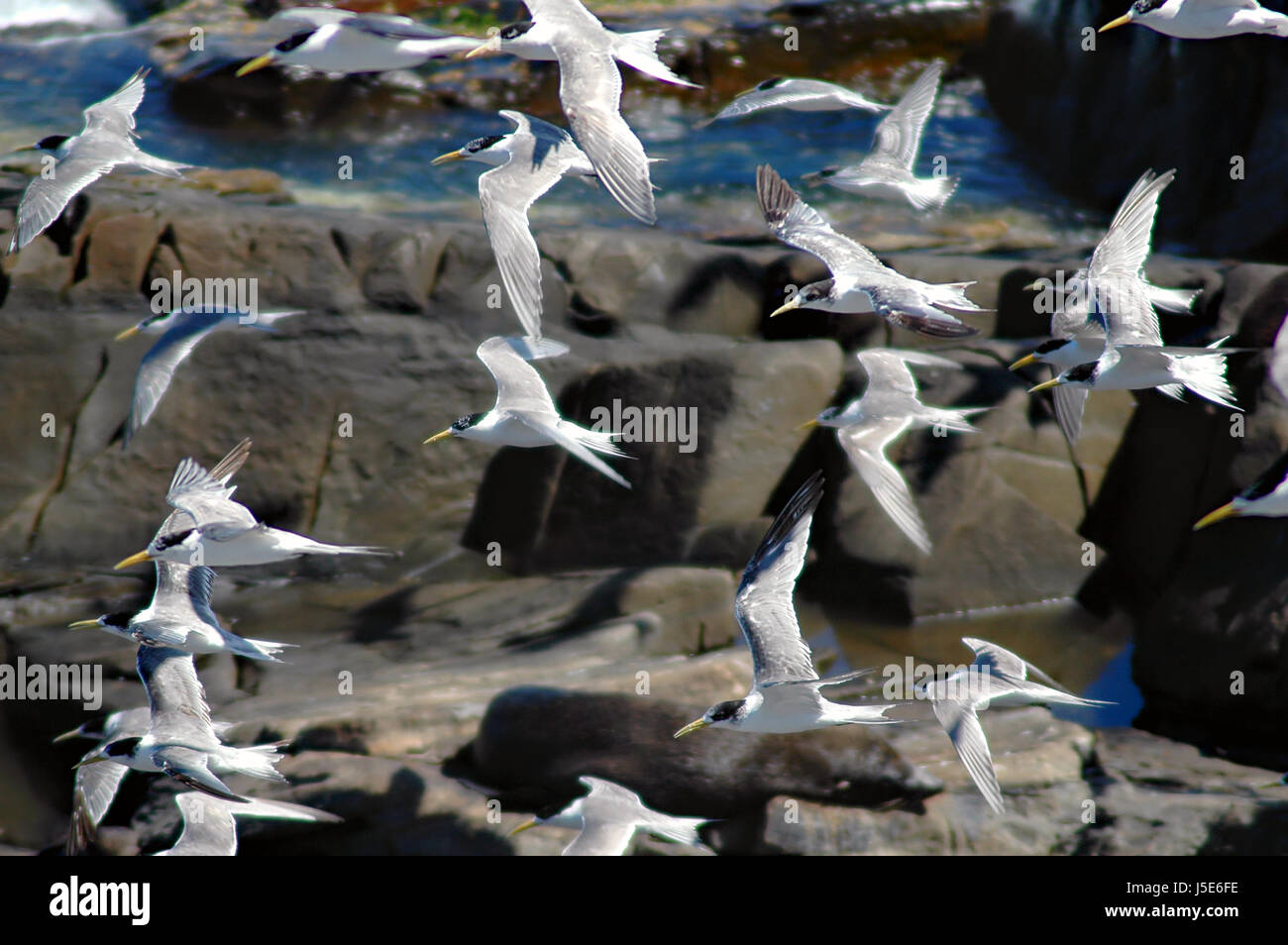 motion postponement moving movement stone flight animal bird wild ...
