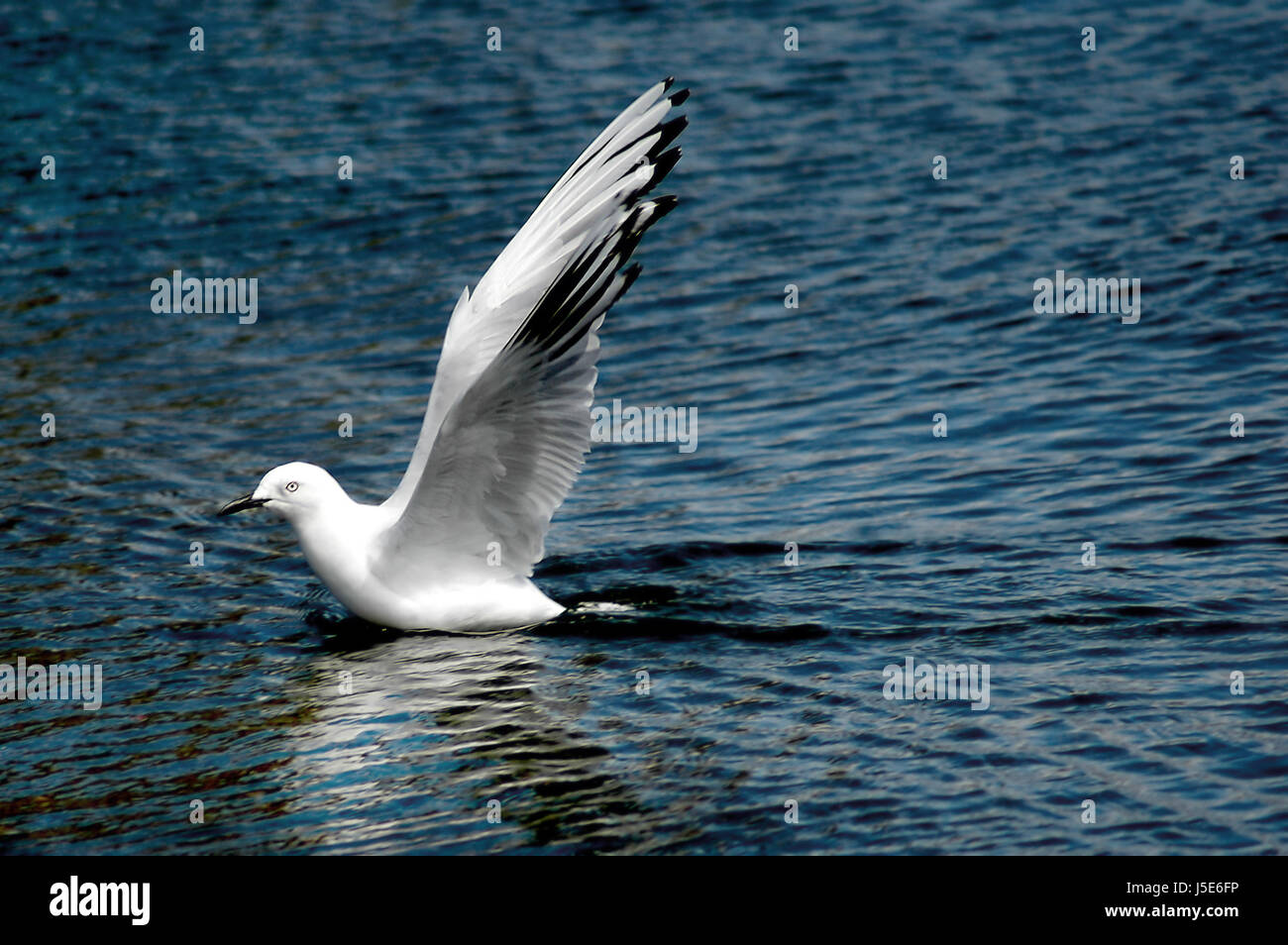 a proud seagull Stock Photo - Alamy