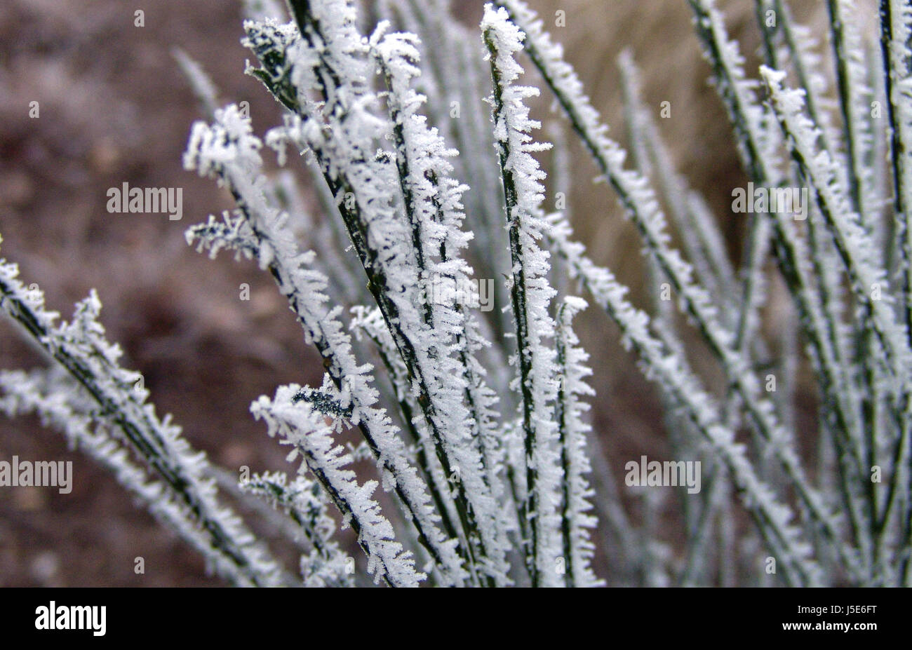 ice flags on broom Stock Photo - Alamy