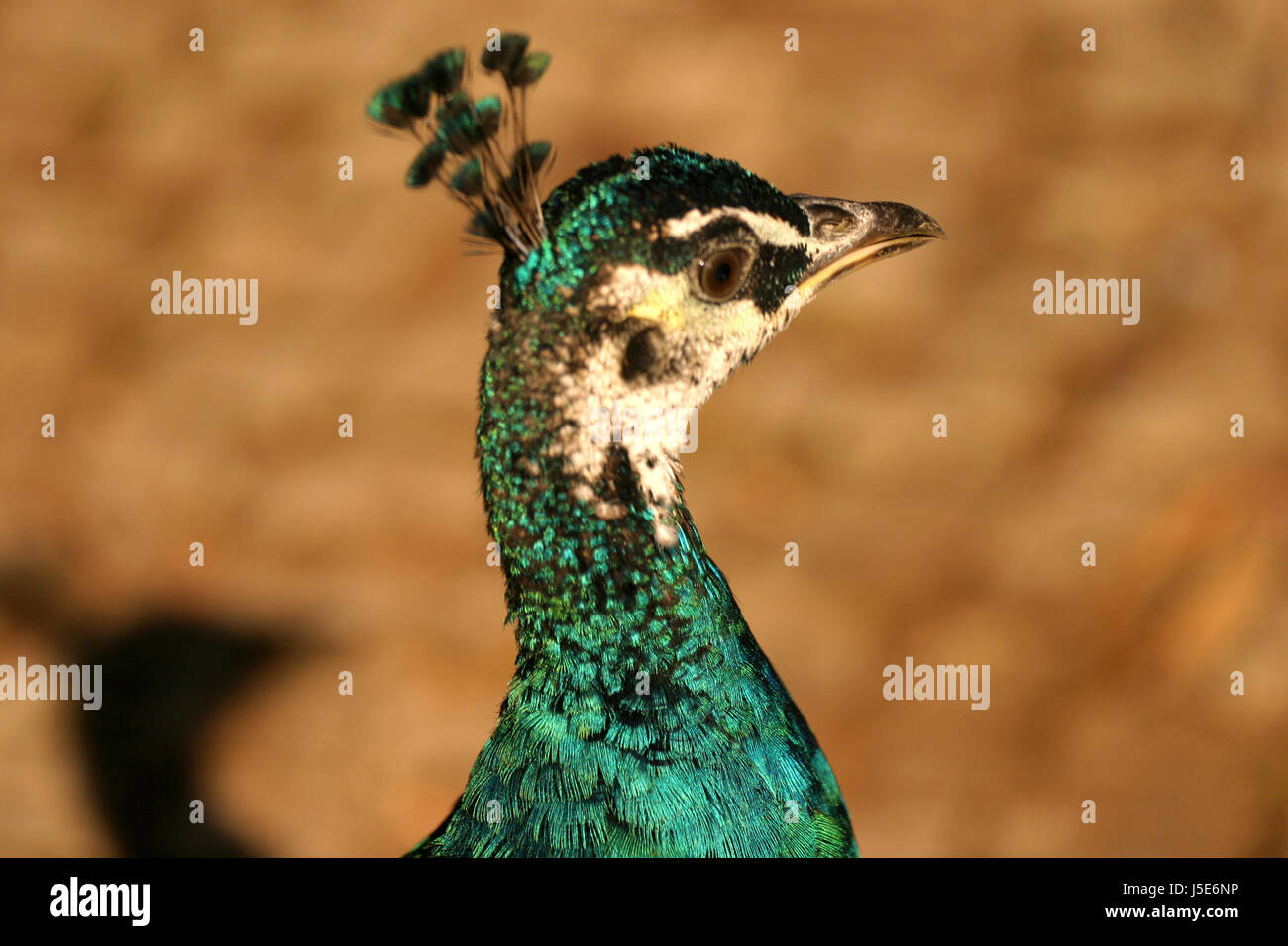 animal bird green birds look glancing see view looking peeking looking ...