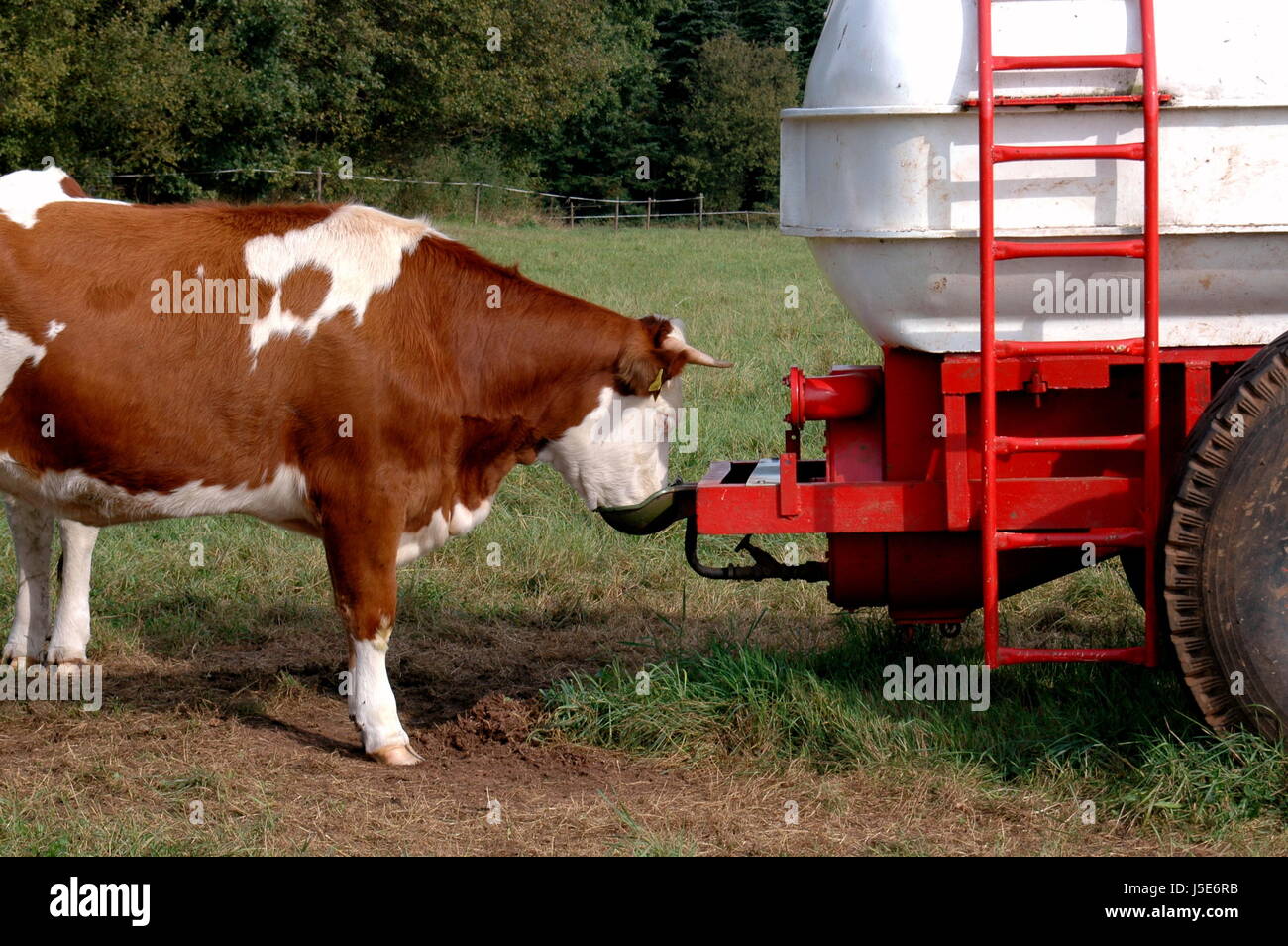 drink drinking bibs agriculture farming cow bovine cows container ...