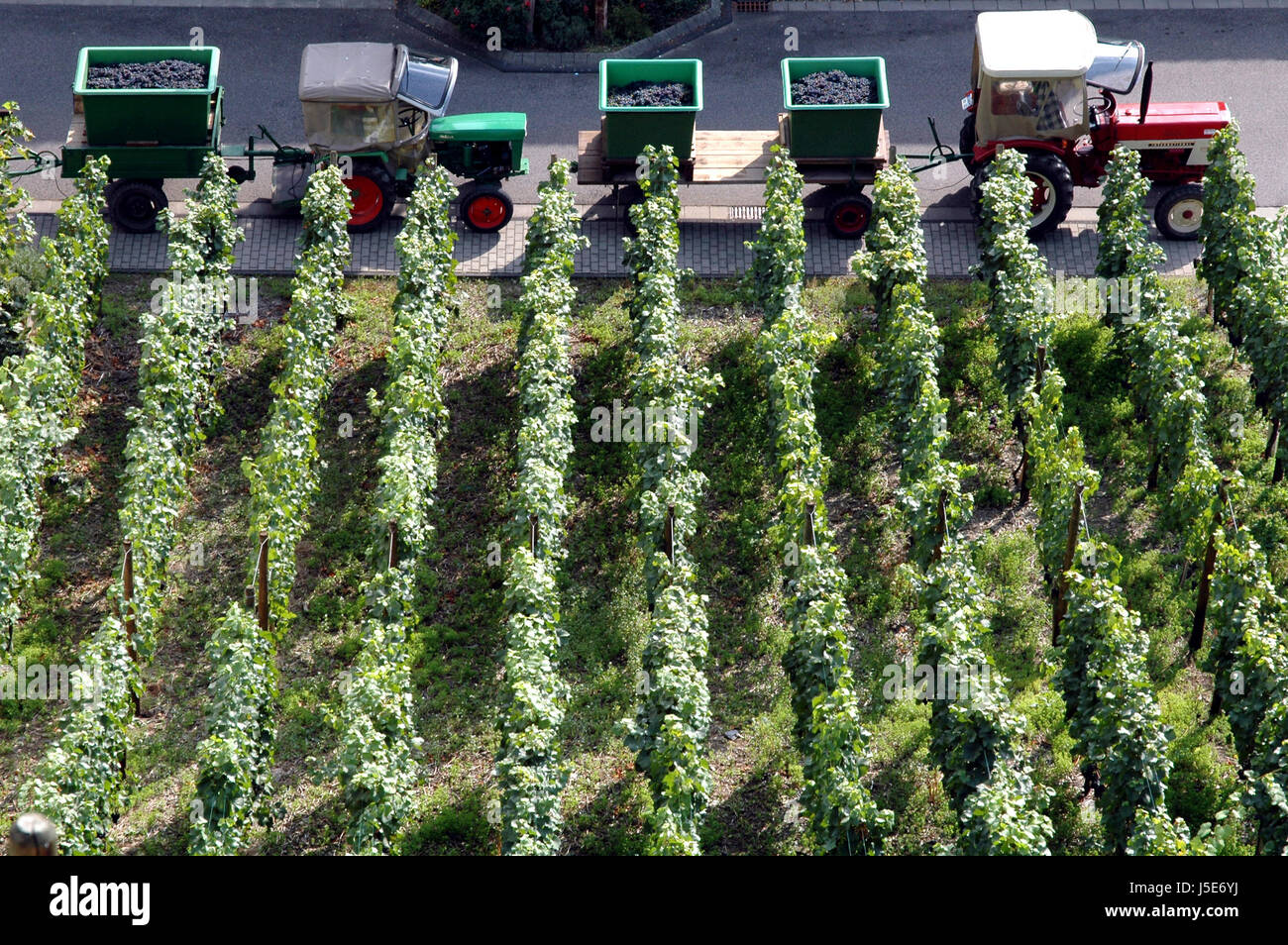 Grape tubs hi-res stock photography and images - Alamy