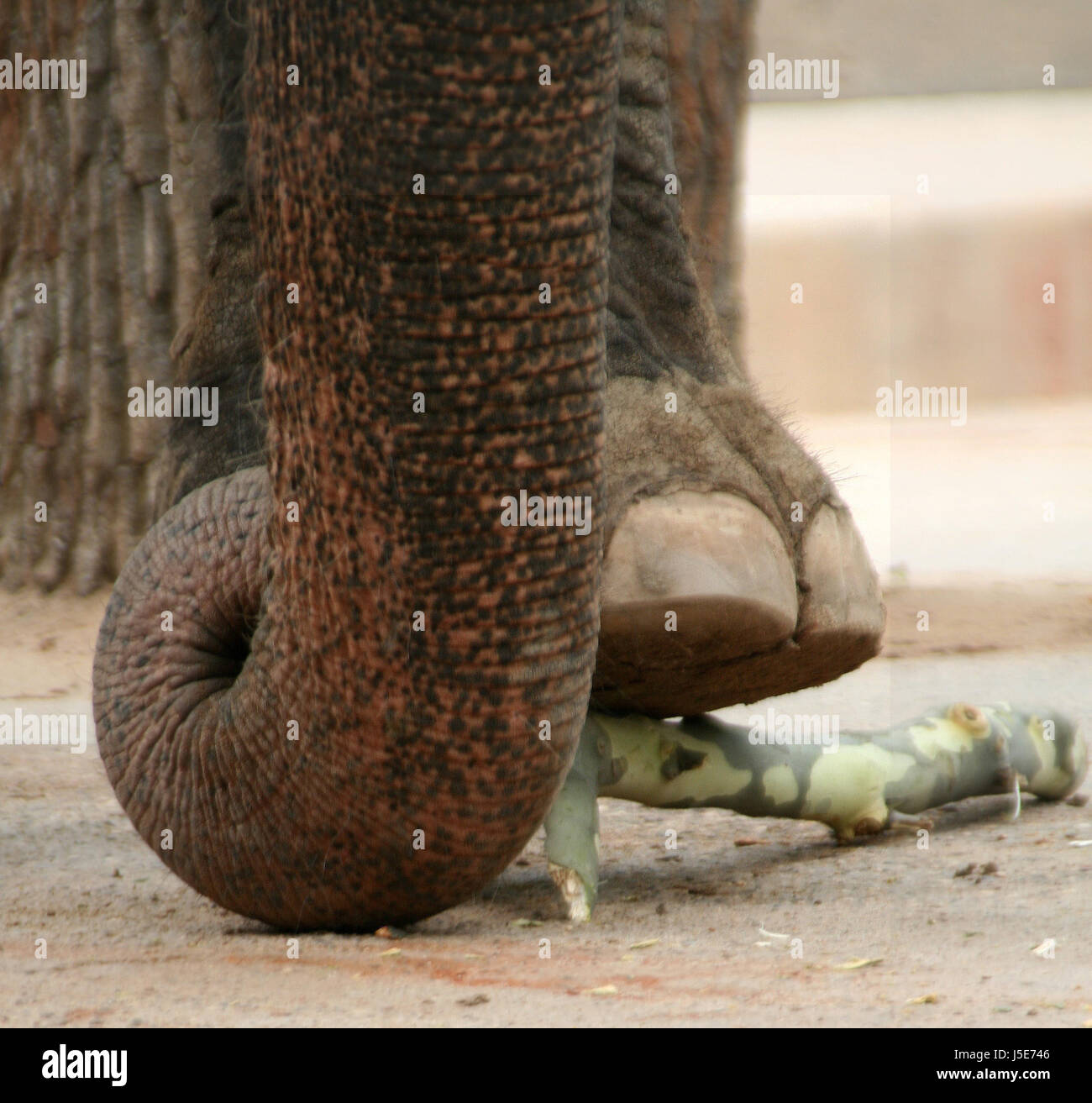 elephant at work Stock Photo - Alamy