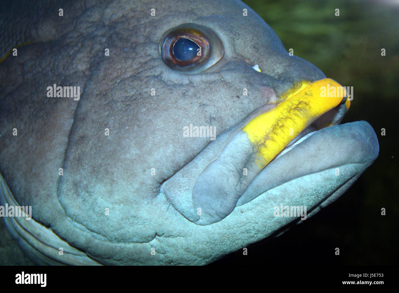 blue fish eye organ hovel wet fins fast quick quickly yellow water ...
