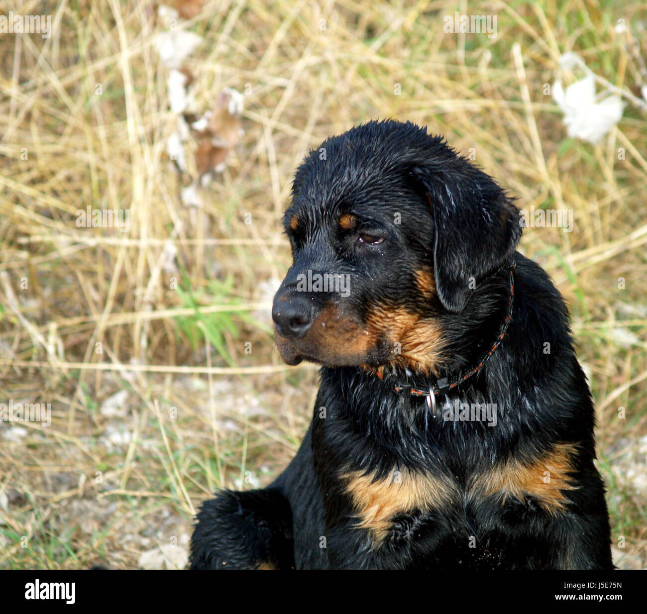pet black swarthy jetblack deep black skin dog pedigree dog rottweiler ...