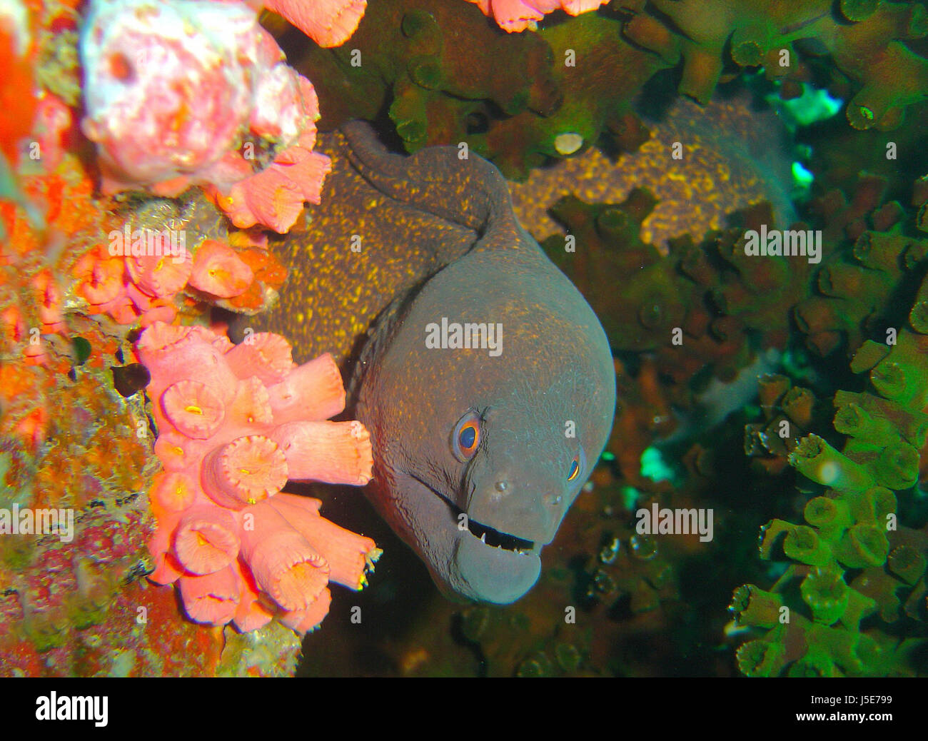 Uw aufnahme hi-res stock photography and images - Alamy