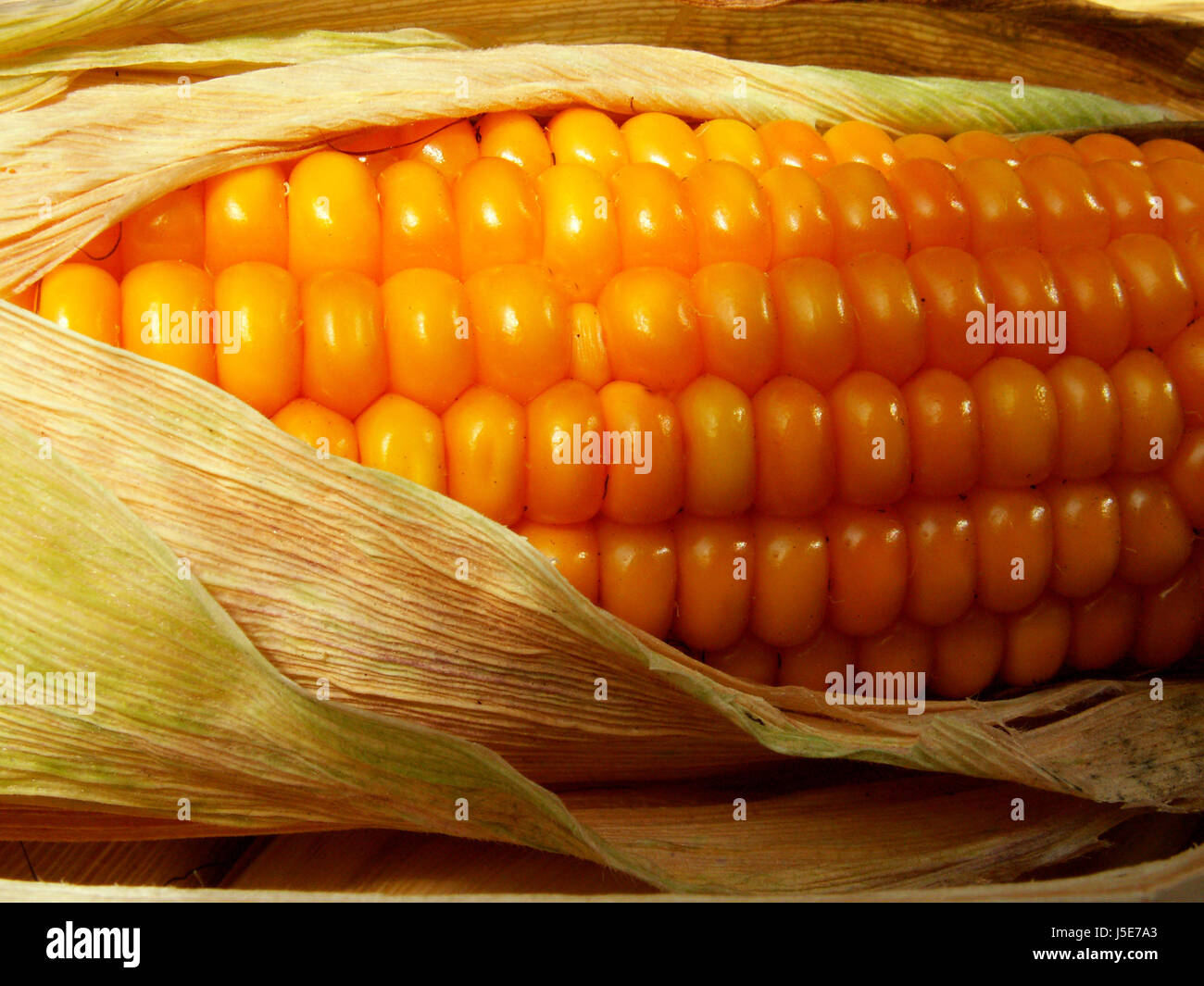 fodder grain centre punch corn october piston corncob september cob ...