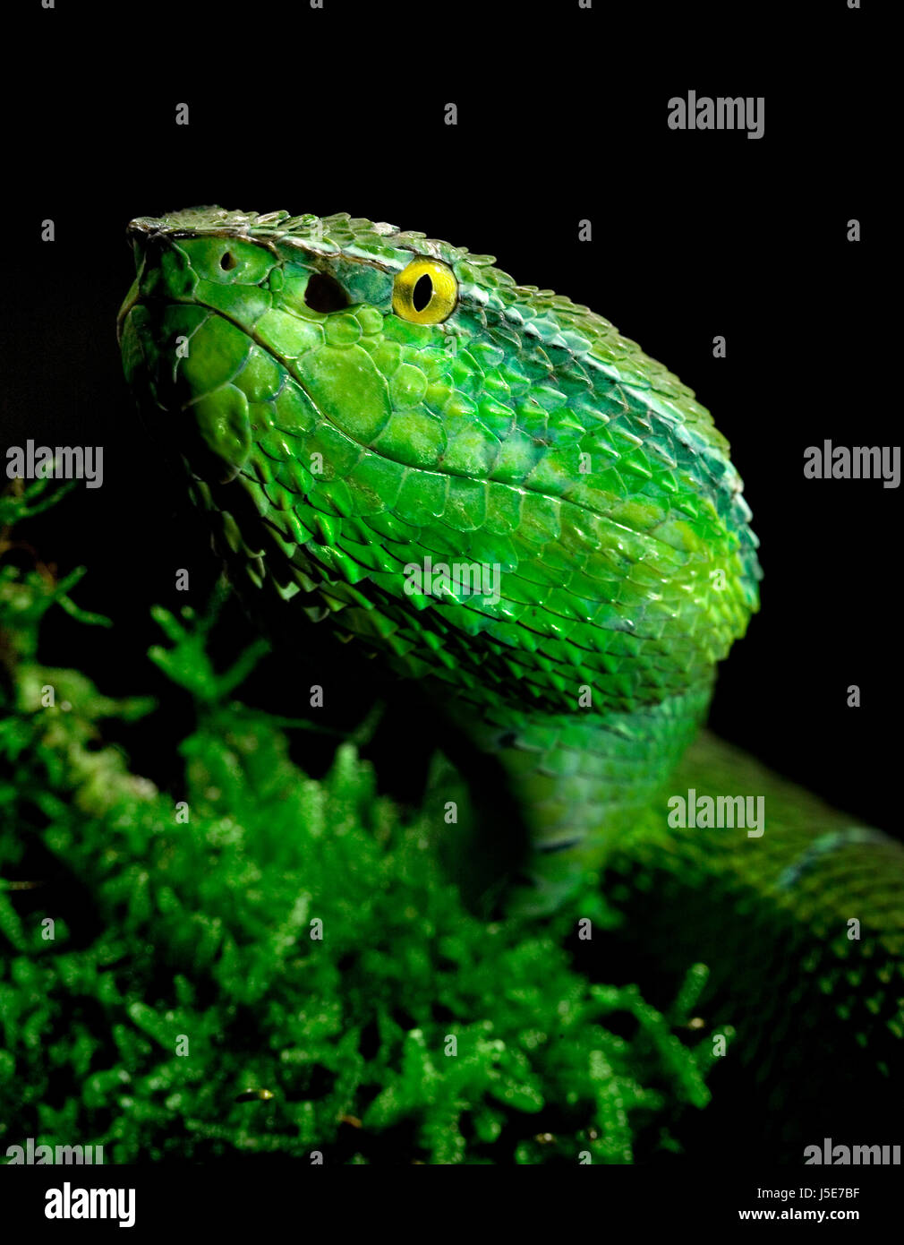 danger temple green teeth asia eyes fear hovel thailand moss snake ...