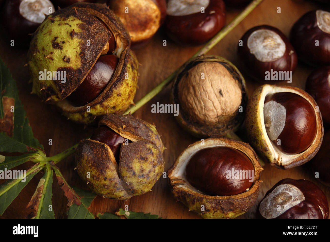 chestnuts with walnut Stock Photo - Alamy