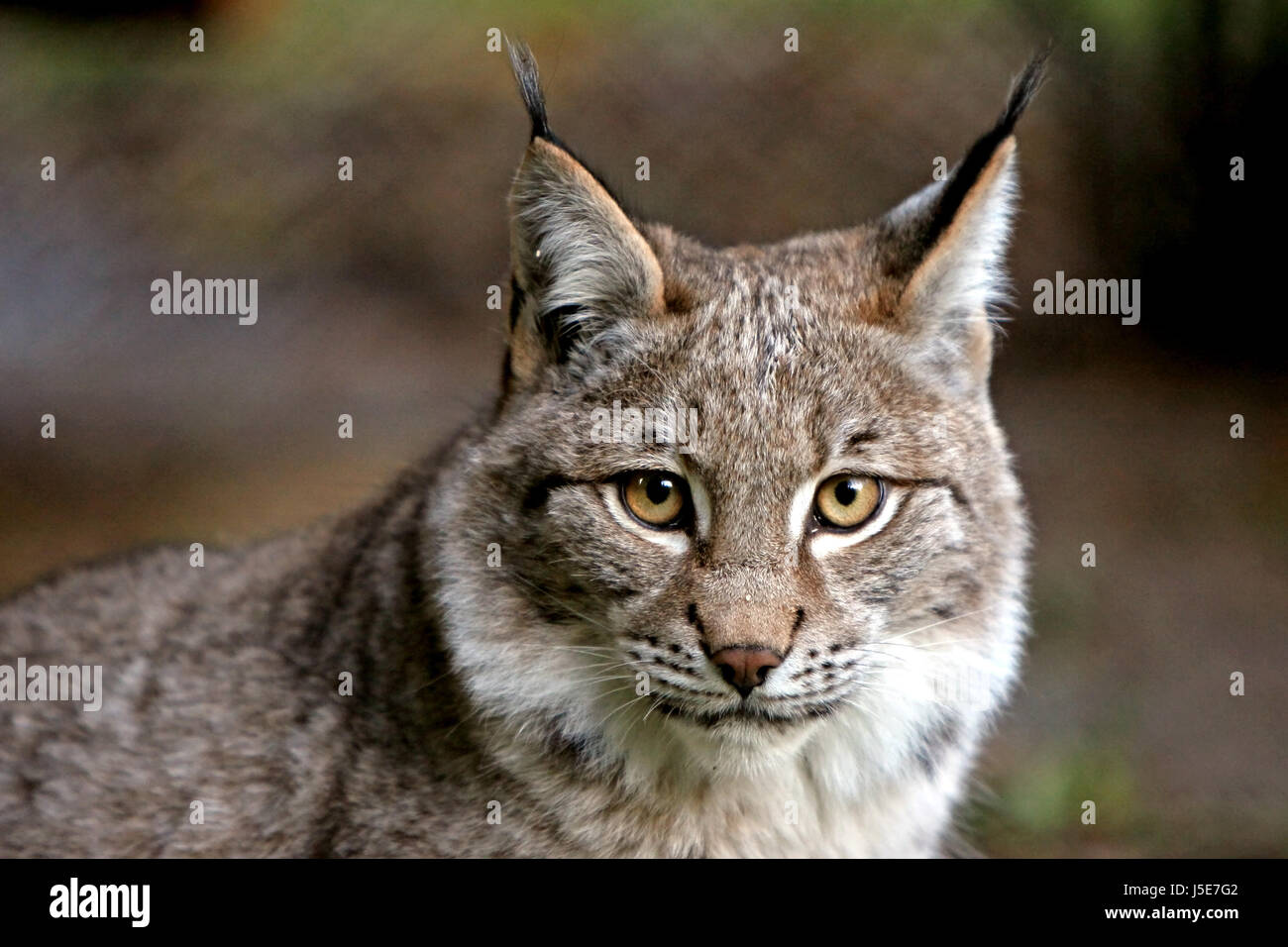 Lynx offspring hi-res stock photography and images - Alamy