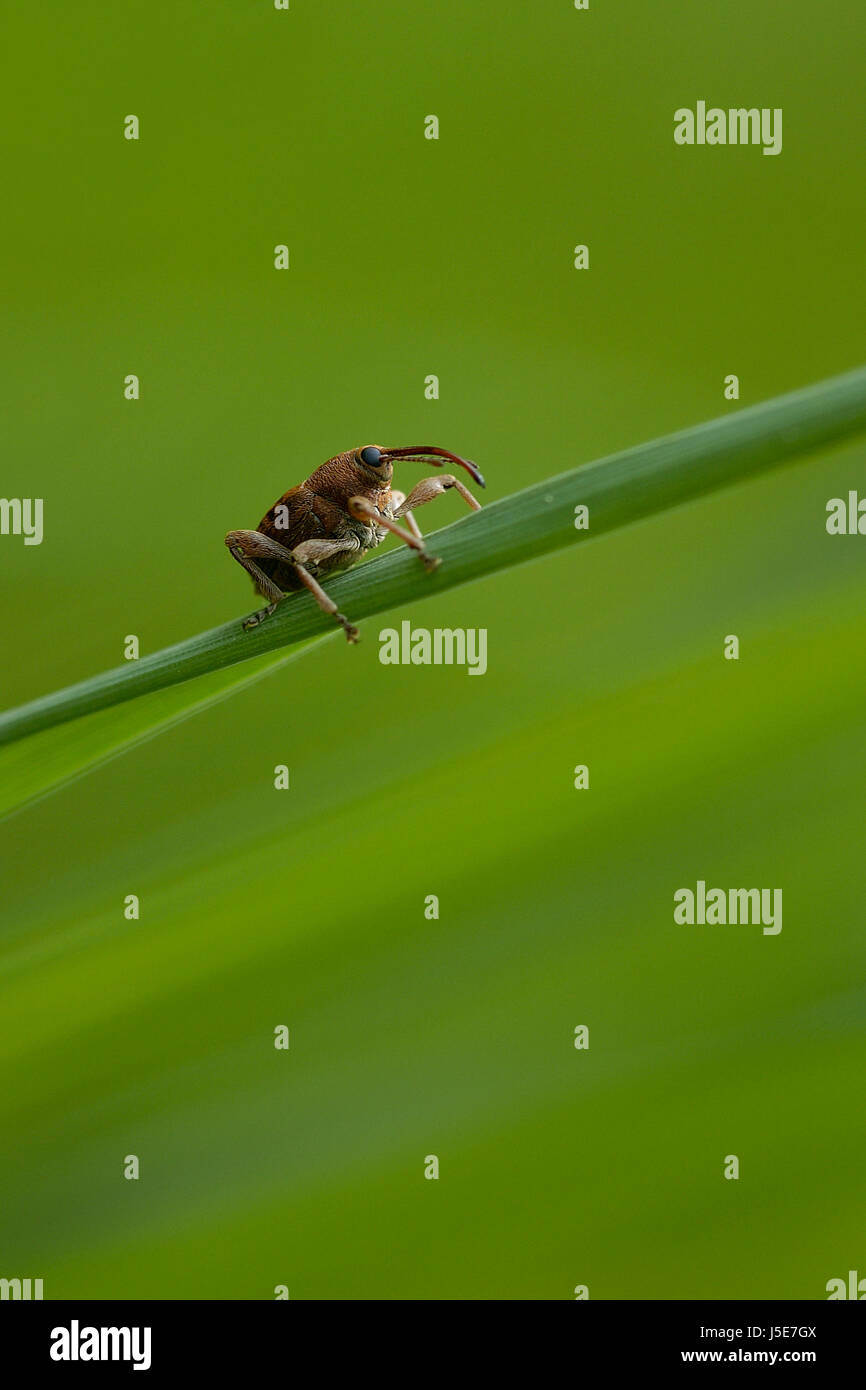 weevil in deep grass Stock Photo - Alamy