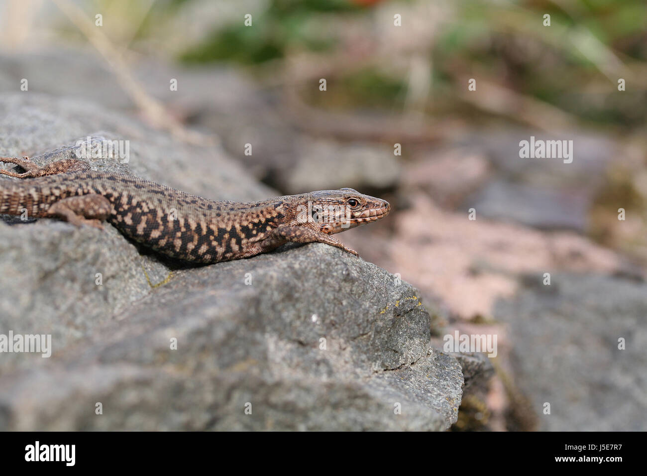 Types of reptiles hi-res stock photography and images - Alamy