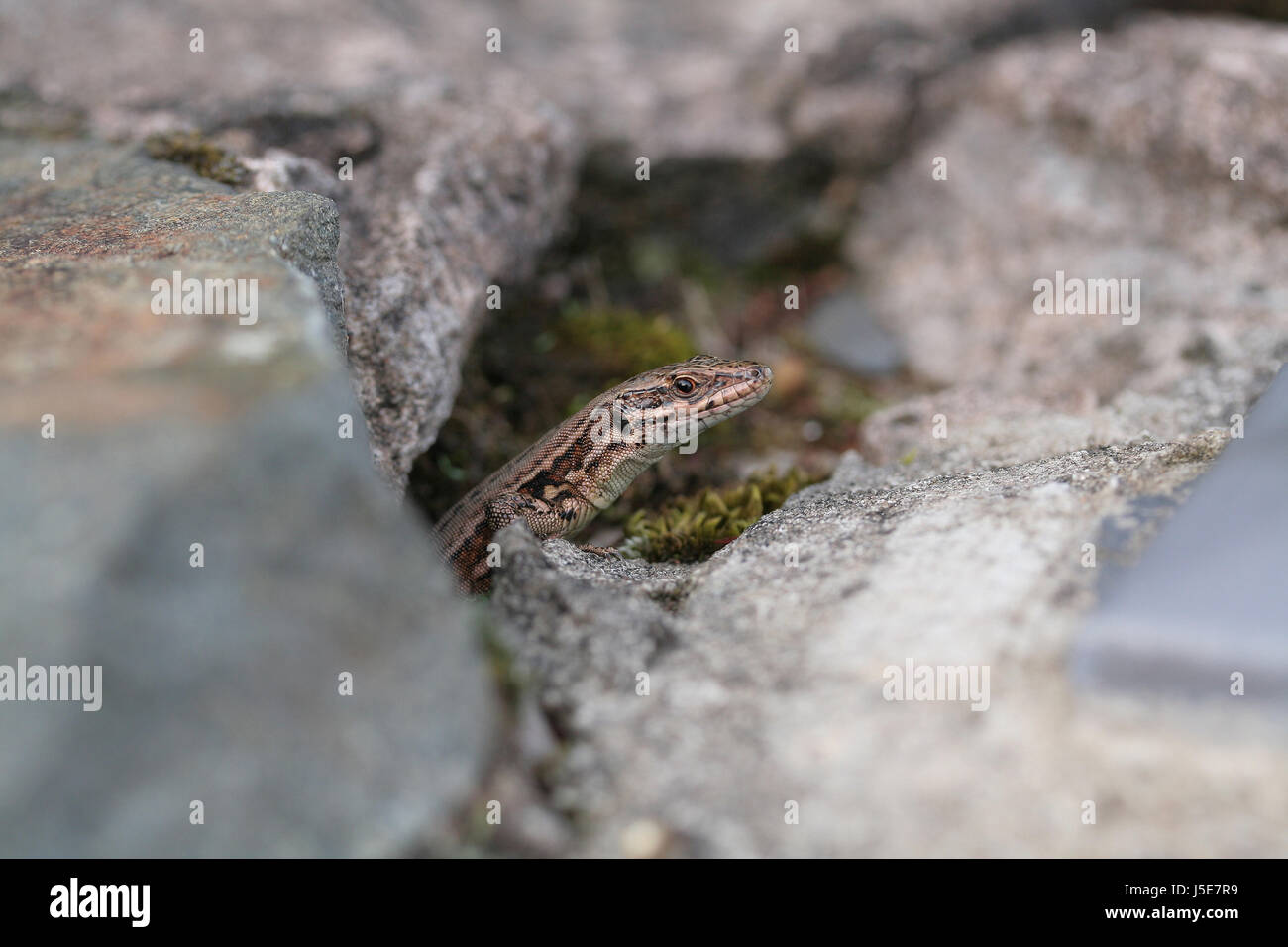 Types of lizards hi-res stock photography and images - Alamy