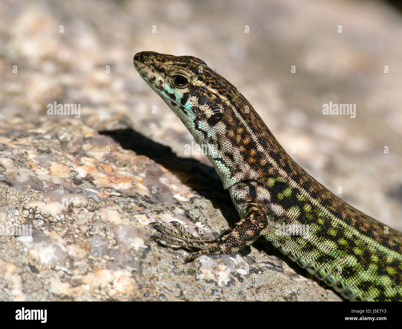 Stone lizard lizards sardinia stein hi-res stock photography and images ...