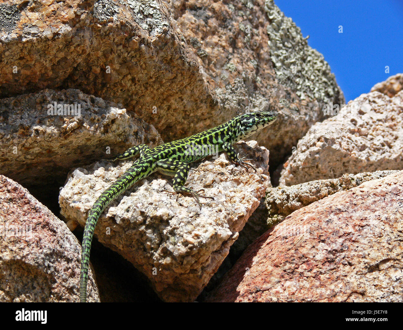 Stone lizard lizards sardinia stein hi-res stock photography and images ...
