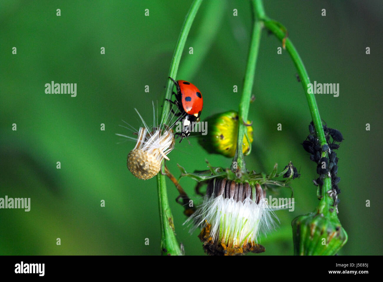 insect insects green black swarthy jetblack deep black beetle blowball ...