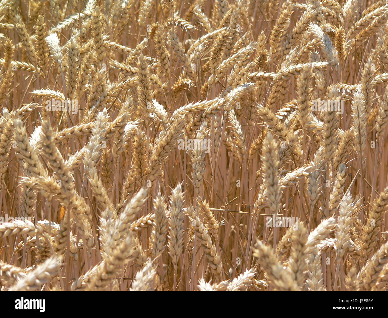 agriculture farming field wheat cultivation blades grain field arable ...