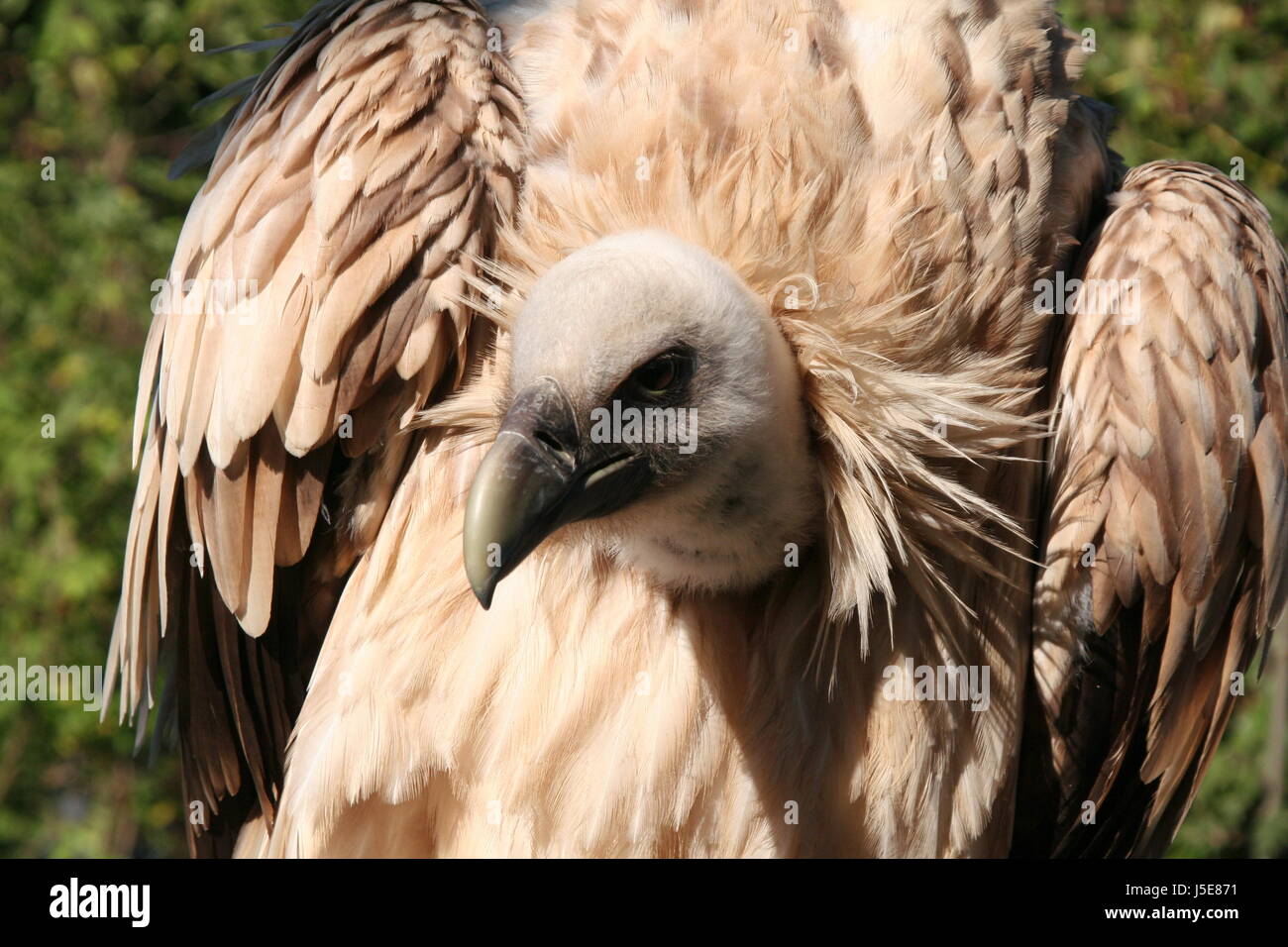 bird birds raptor birds of prey ruin feathers beak vulture scavenger ...