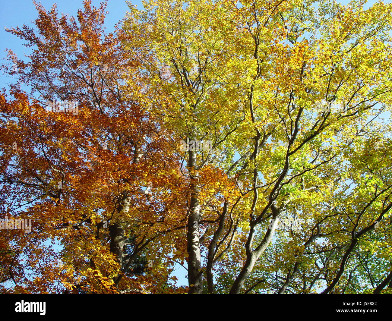 green leaves colour season colors colours red forest yellow foliage ...