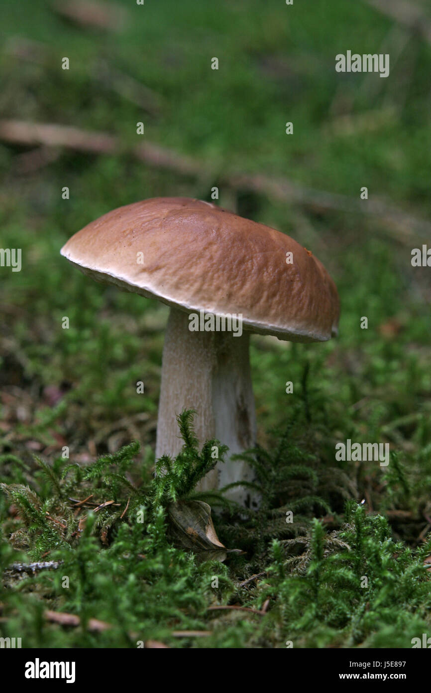 moss mushroom fungus edible yellow boletus forest speisepilz edelpilz ...