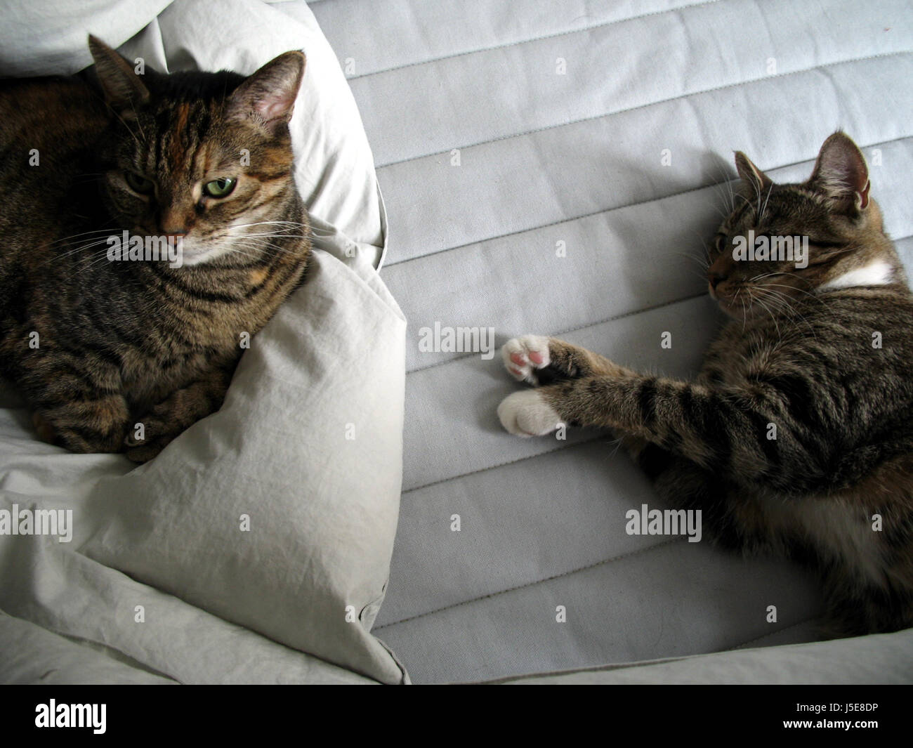 the life of a cat Stock Photo - Alamy