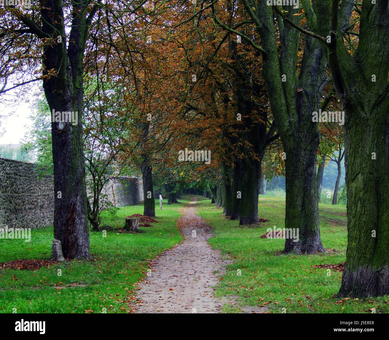 historical culture relaxation tree trees plant green wood brown ...