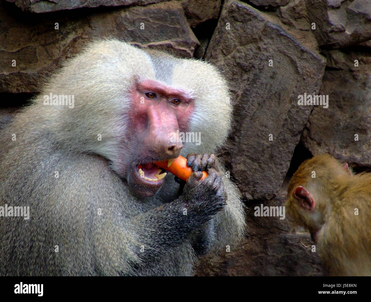 food aliment fodder stone mouth teeth bit monkey skin rock apes to ...