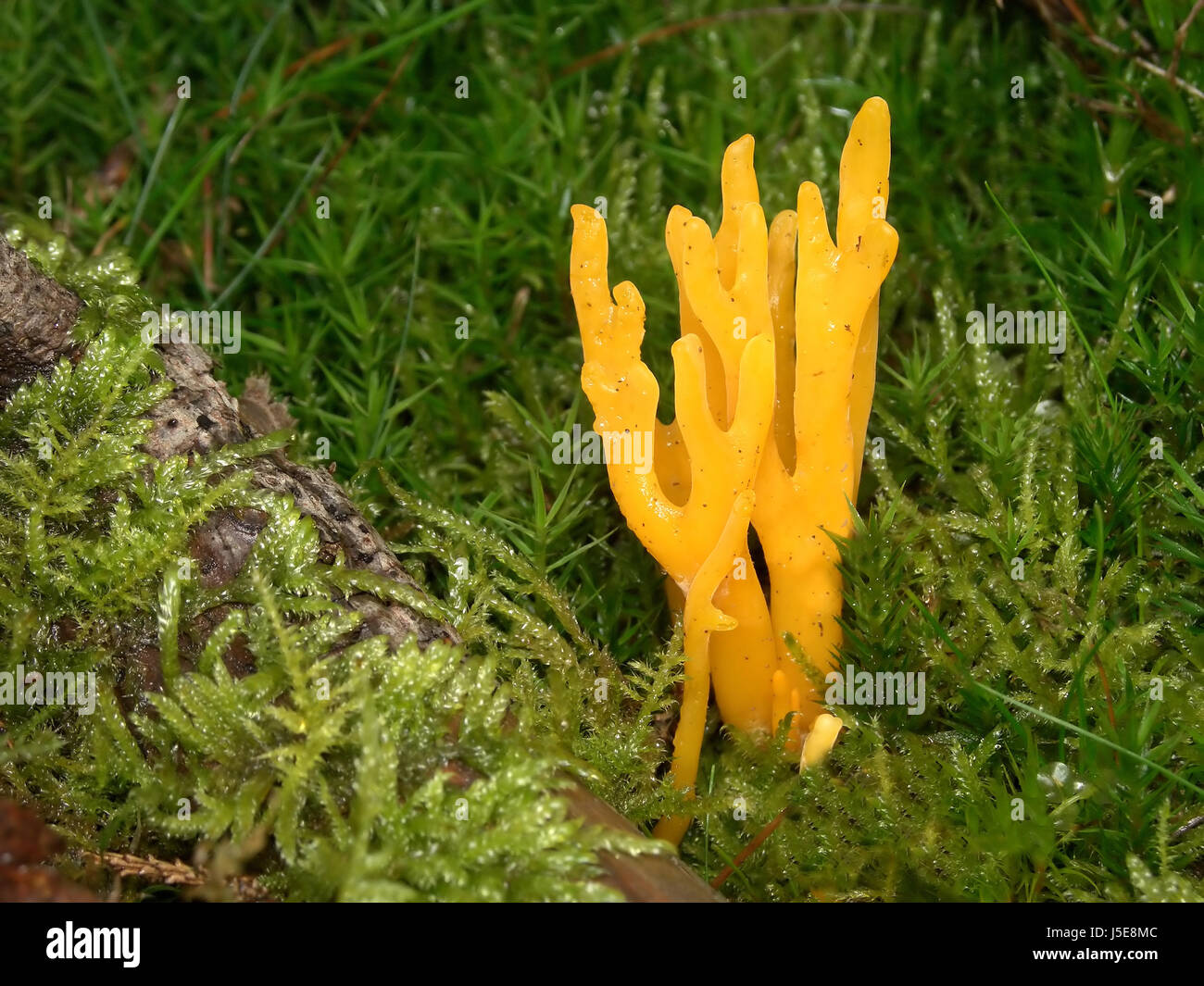 Viscosa hi-res stock photography and images - Alamy