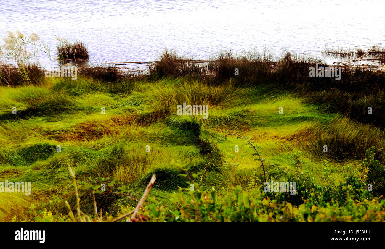 Grass swards hi-res stock photography and images - Alamy
