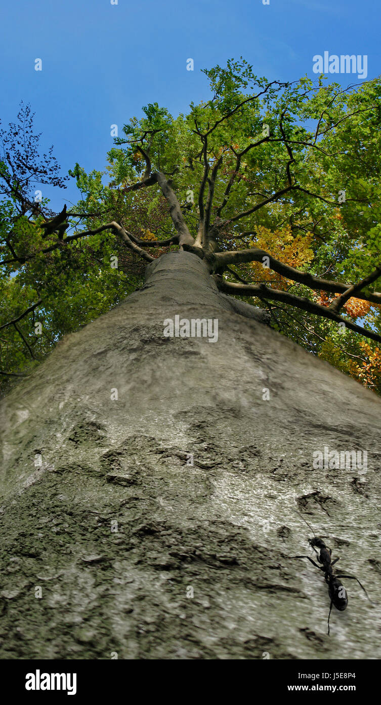 Long ant tree hi-res stock photography and images - Alamy