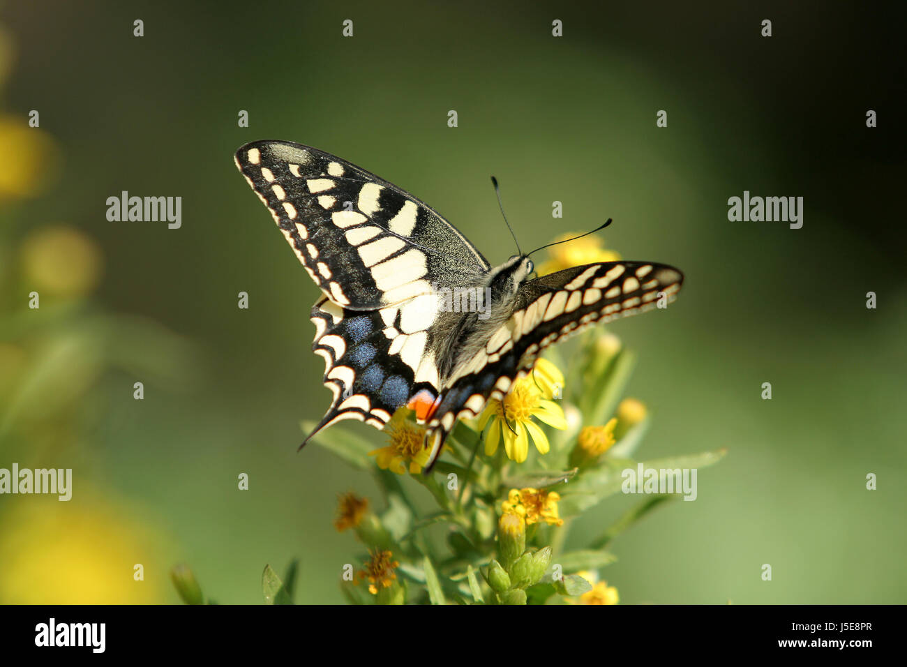 flower plant insects bloom blossom flourish flourishing butterfly ...