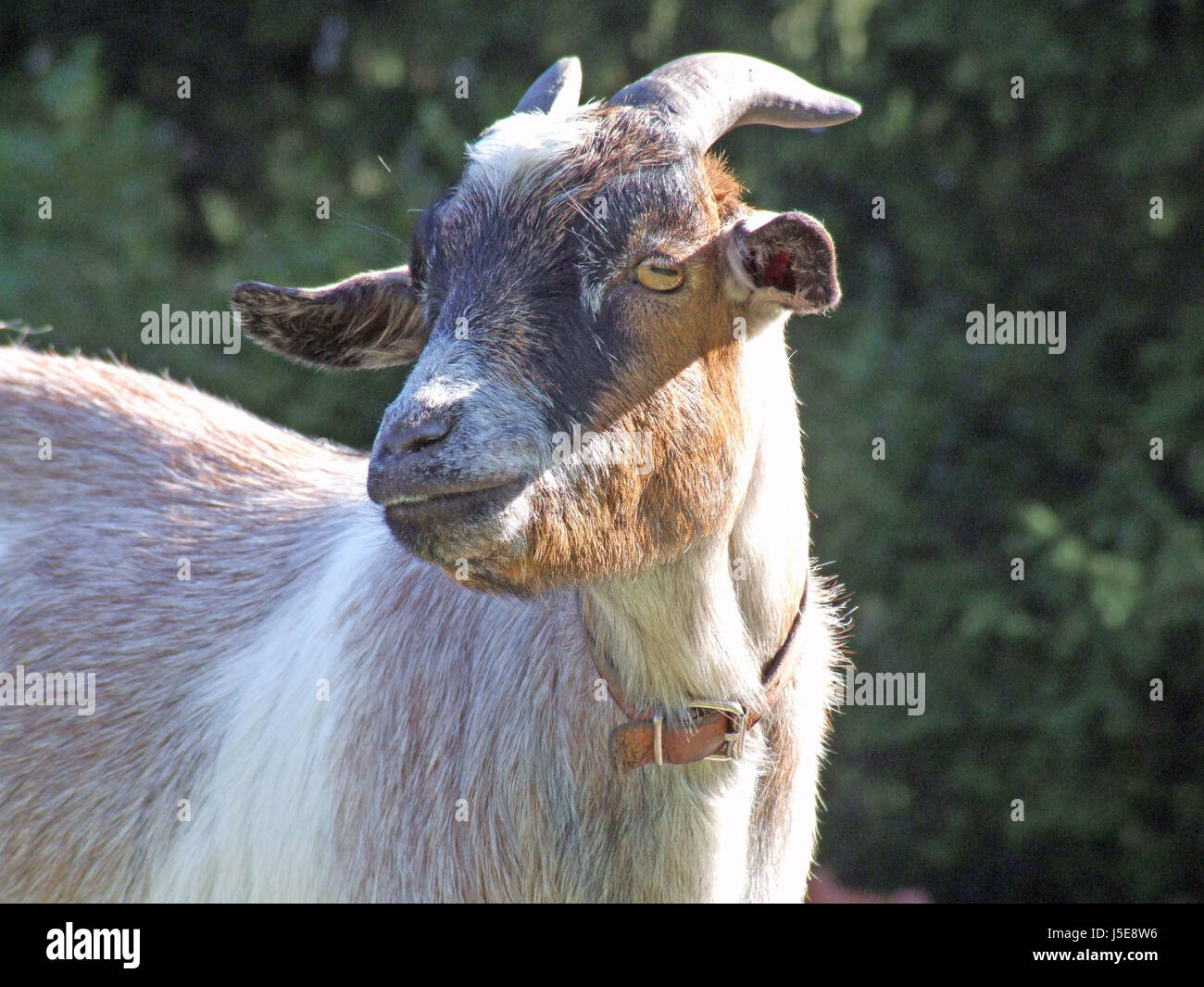 Organ tree goat hi-res stock photography and images - Alamy