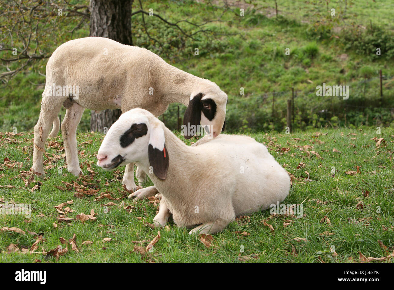 environment enviroment animals agriculture farming pets sheep farming ...