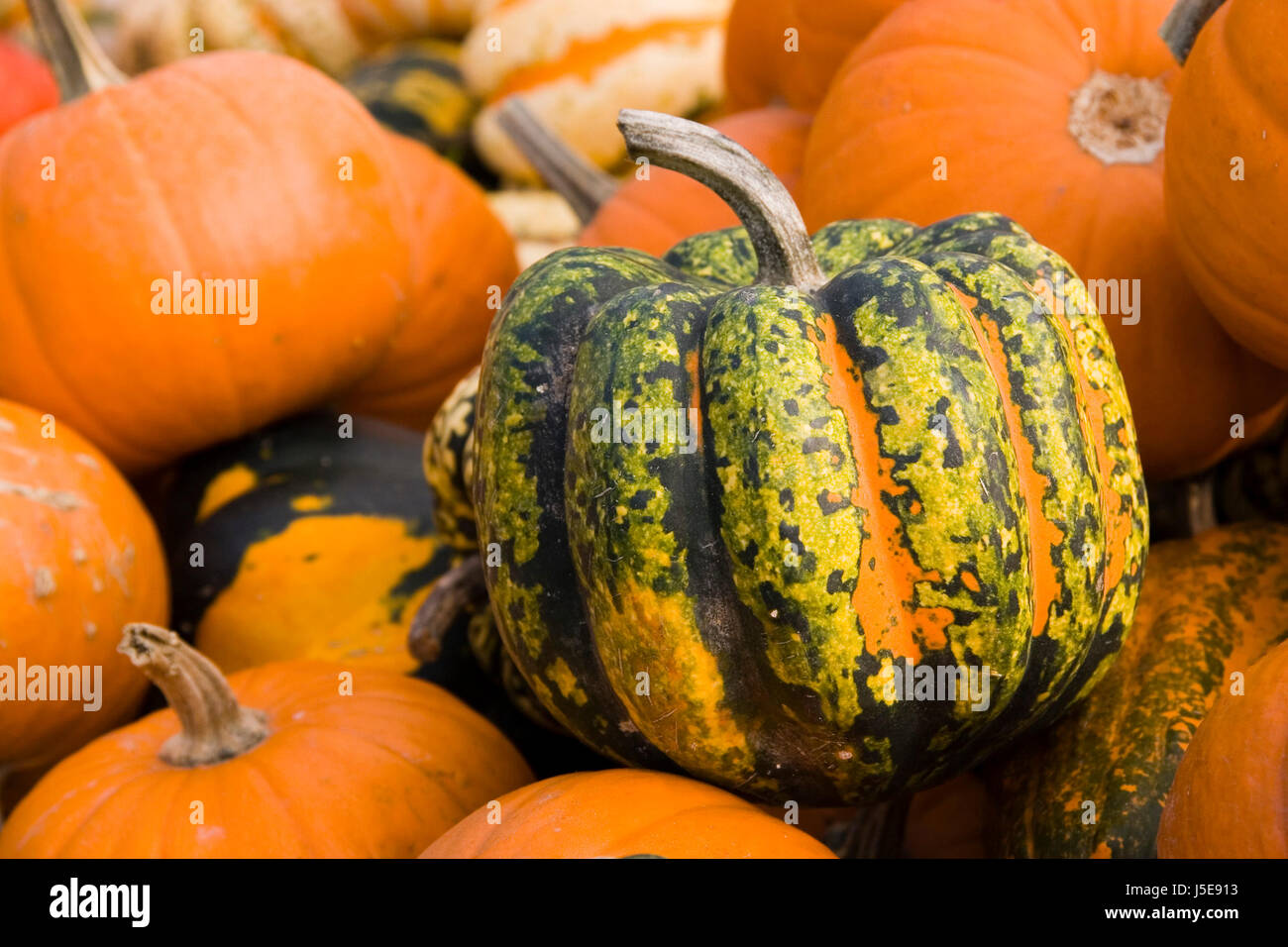 art autumn colours pumpkin colour works of arts colors colours nature ...