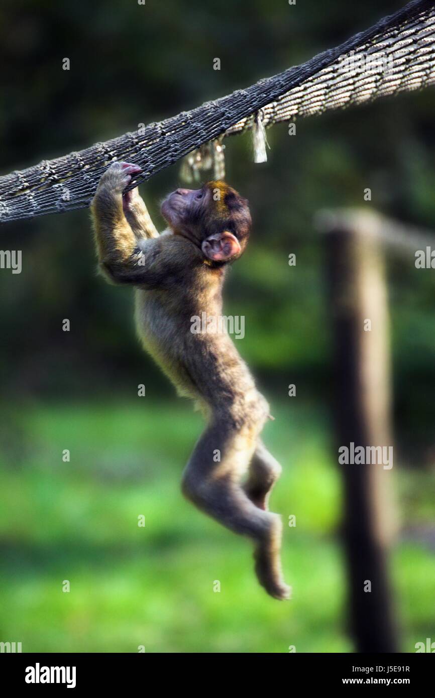 monkey skin spring bouncing bounces hop skipping frisks jumping jump ...