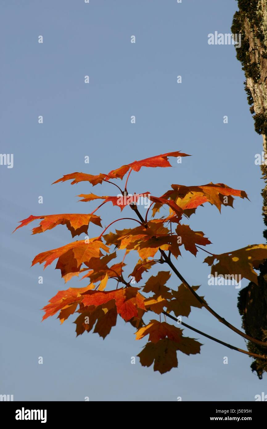 tree leaves coloured colourful gorgeous multifarious richly coloured ...