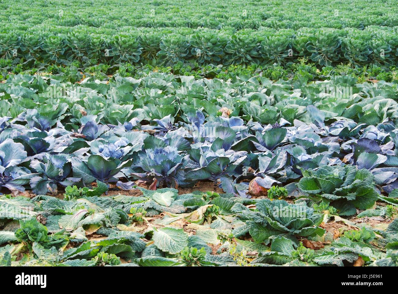blue green agriculture farming field vegetable market garden decayed ...