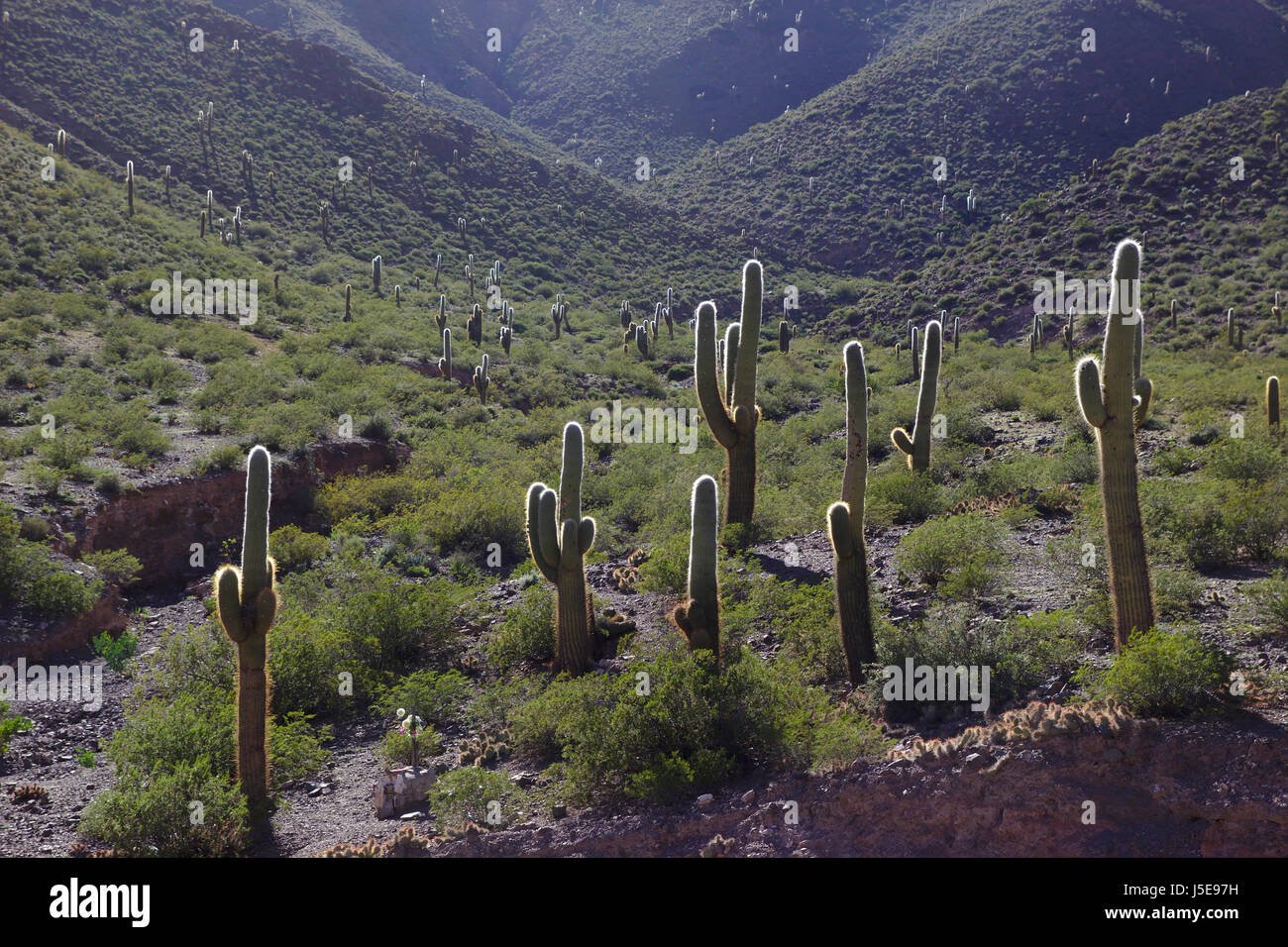 Parque Nacional Los Cardones High Resolution Stock Photography and ...