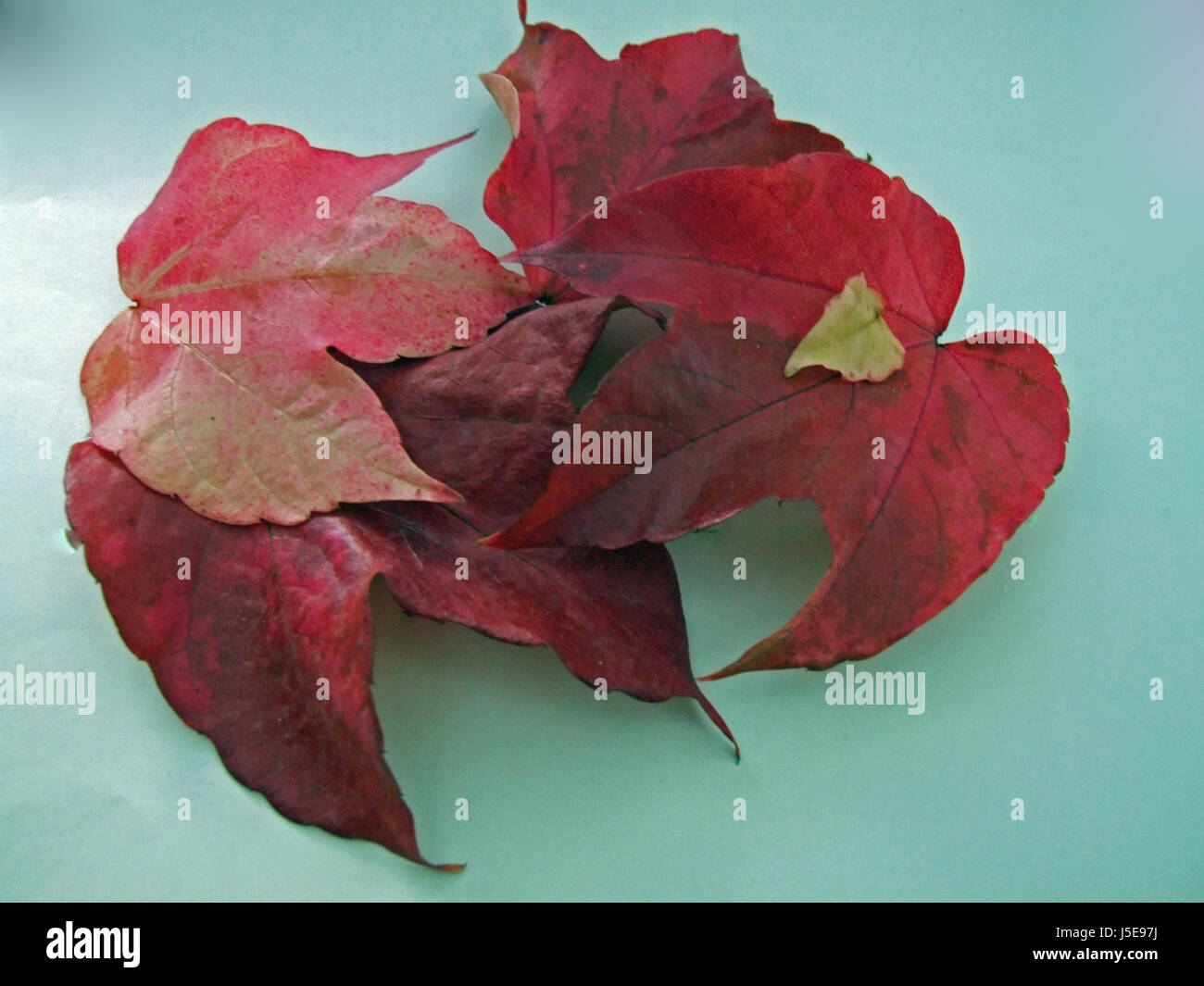the red grape leaves 2 Stock Photo - Alamy