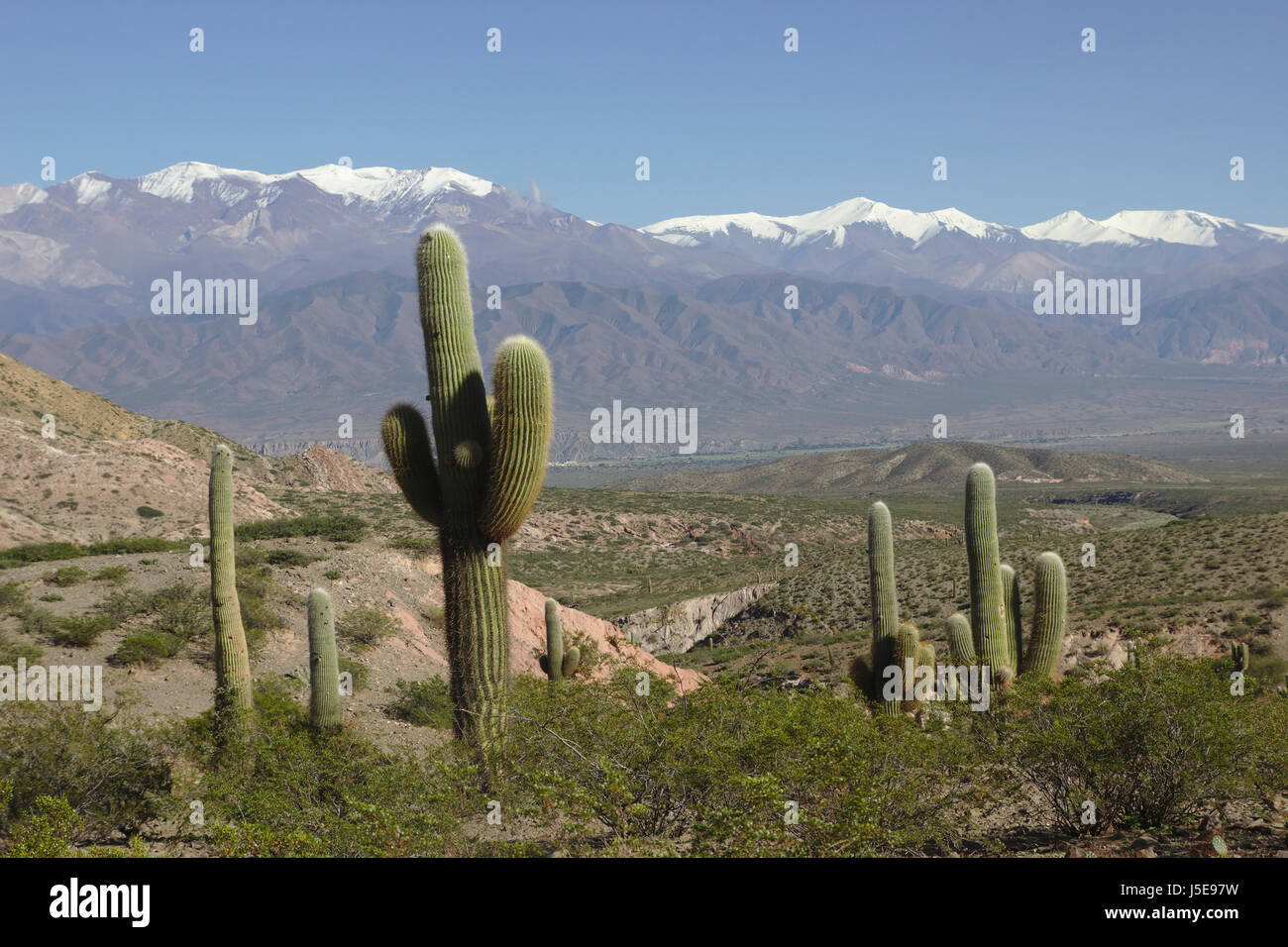 Cacti (cardon grande cactus) near Los Cardones National Park with ...